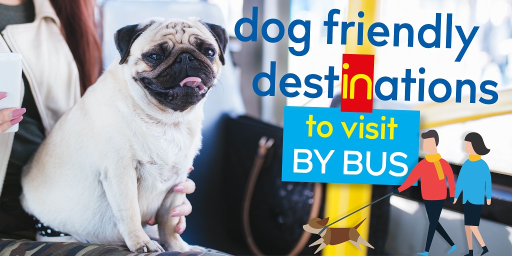 Dog friendly destinations to visit by bus - Swindon's Bus Company